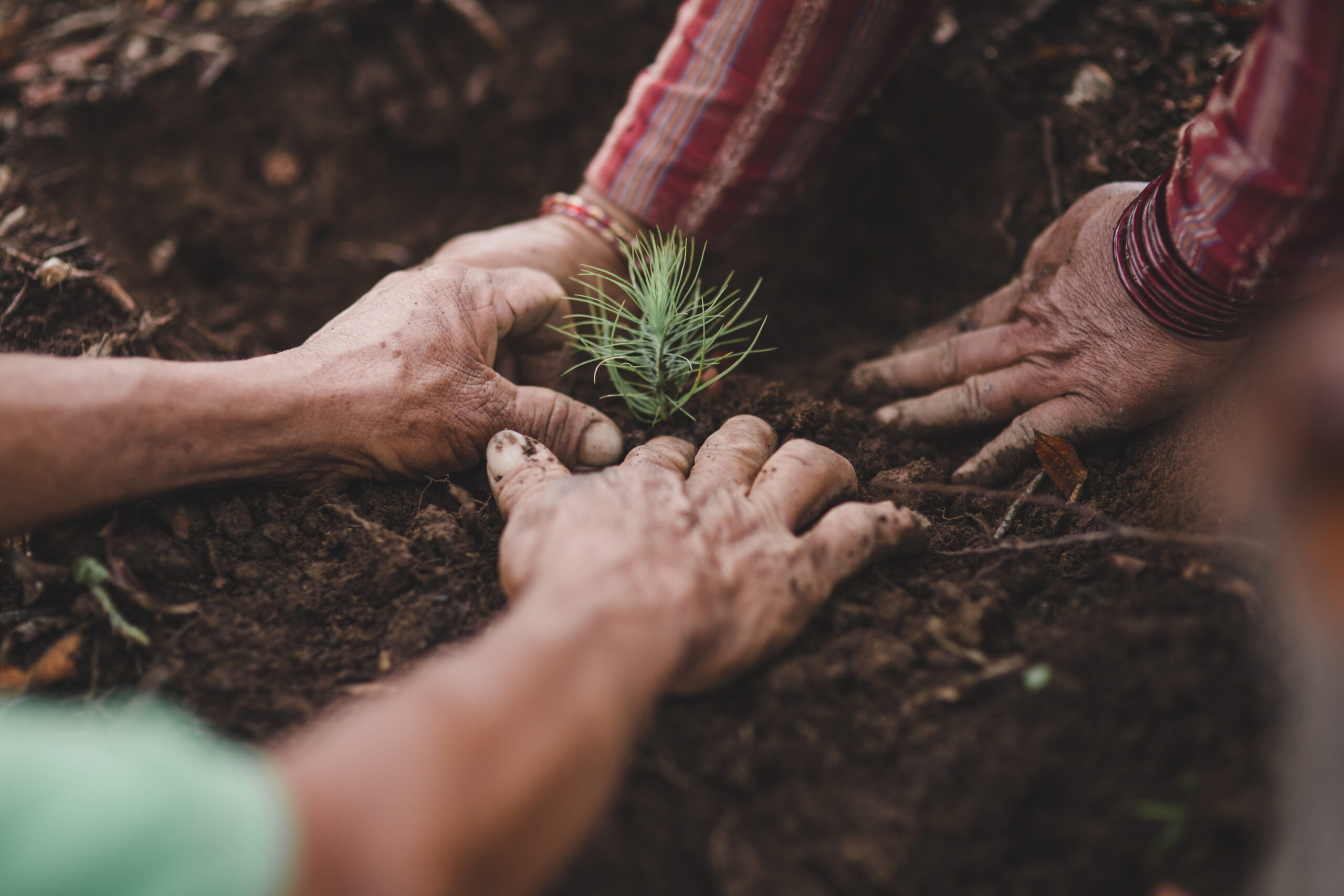 Tentree Announces Its Milestone of 100 Million Trees Planted to Restore ...